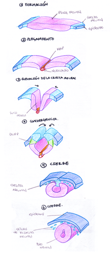 Induccion placa neural - PlacasDeCocina.com.es